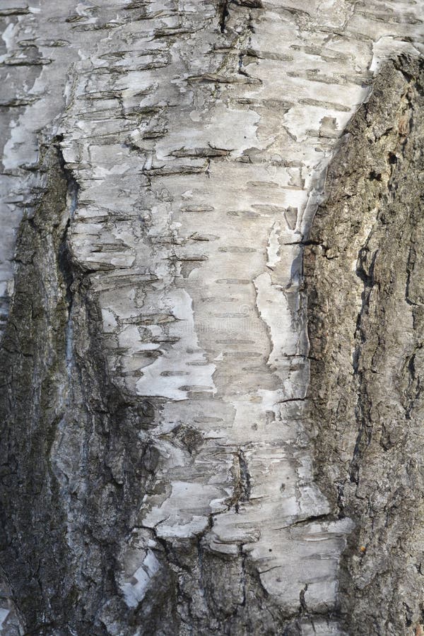 Common birch stock image. Image of tree, warty, european - 250426293