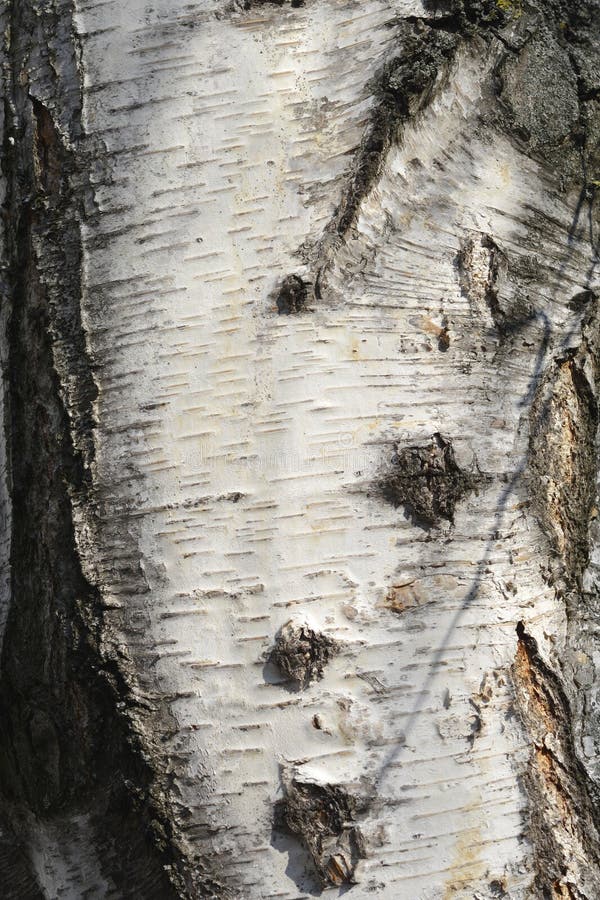 Common birch stock photo. Image of botany, close, birch - 269650228