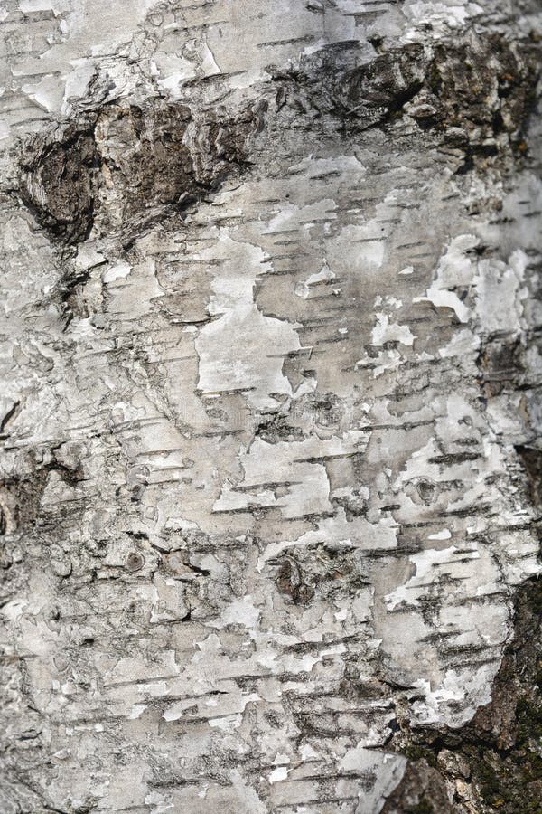 Common birch stock image. Image of betula, wood, cracked - 273854559