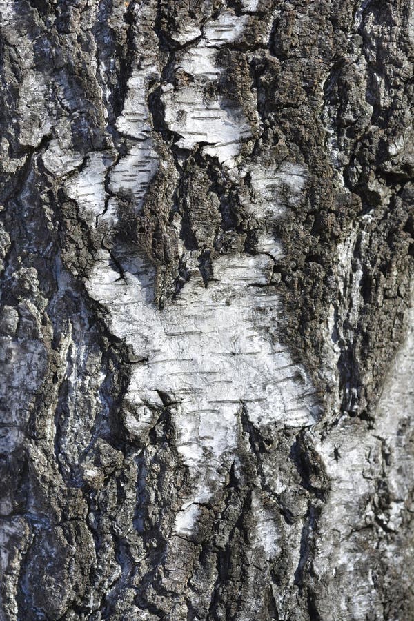 Common birch stock image. Image of silver, pendula, bark - 277101903