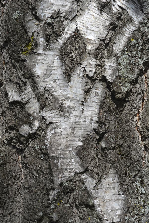 Common birch stock photo. Image of detail, bark, plant - 306775480