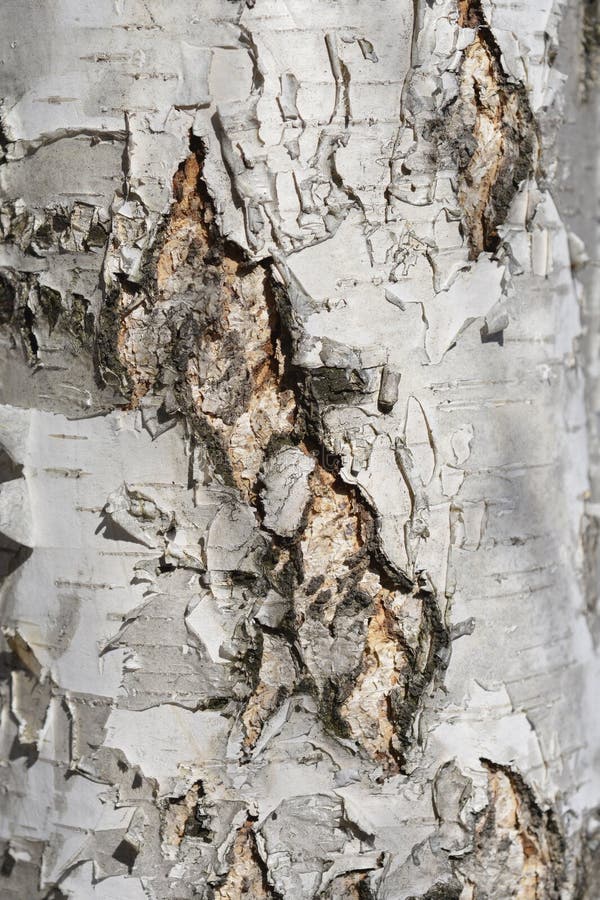 Common birch stock image. Image of tree, pendula, plant - 308411229