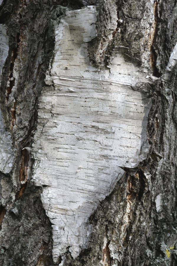 Common birch stock photo. Image of pendula, texture - 310194016