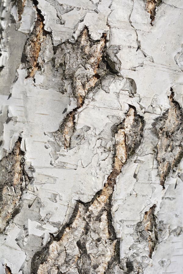 Common birch stock image. Image of common, betula, texture - 311200455