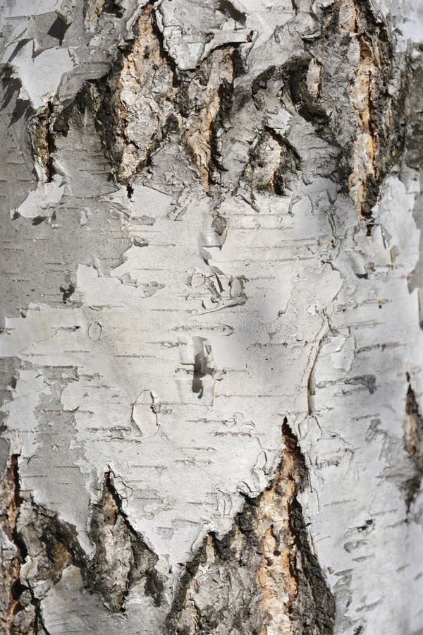 Common birch stock image. Image of birch, silver, brown - 317406093