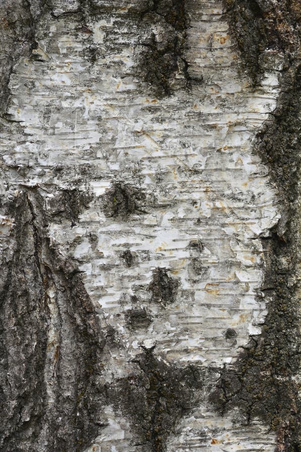 Common birch stock photo. Image of texture, white, botany - 321010970