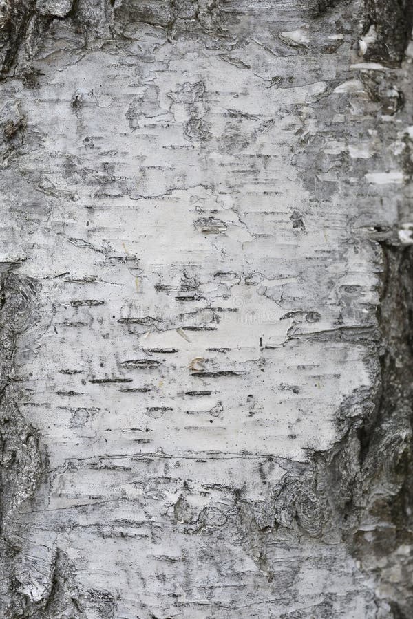 Common birch stock image. Image of pendula, clump, nature - 321820933