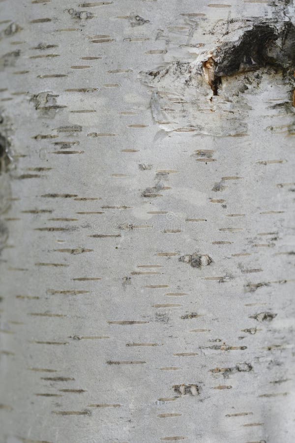 Common birch stock image. Image of clump, birch, nature - 323609789