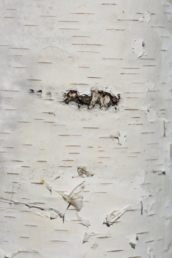Common birch stock photo. Image of pendula, bark, warty - 337779856