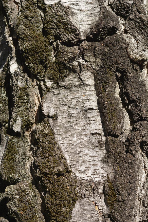 Common birch stock photo. Image of background, latin - 346320698