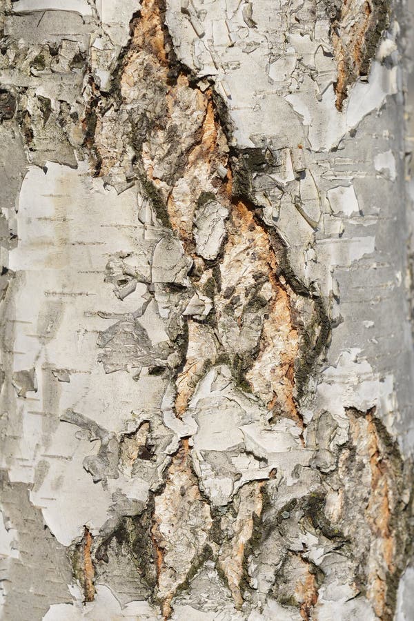 Common birch stock image. Image of name, nature, latin - 360965075