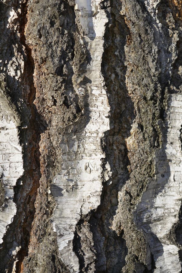 Common birch stock image. Image of nature, latin, birch - 379526251