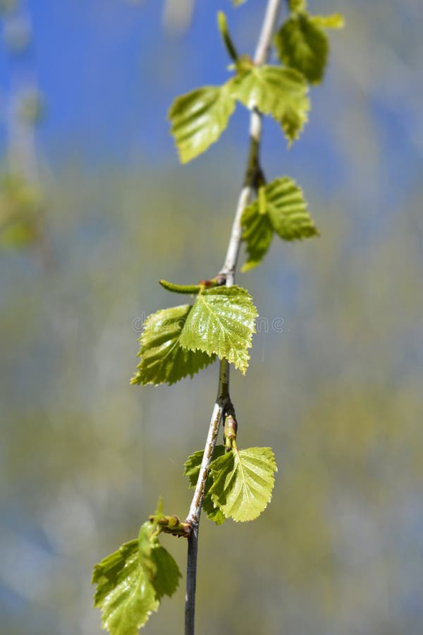 Common birch stock photo. Image of close, ament, leaf - 201306382