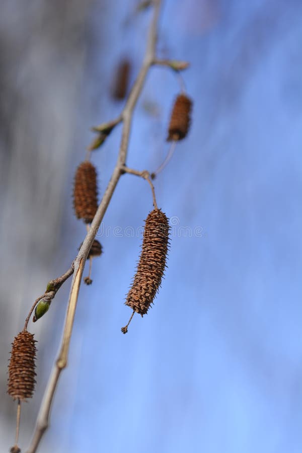 Common birch stock image. Image of white, plant, betula - 266497309