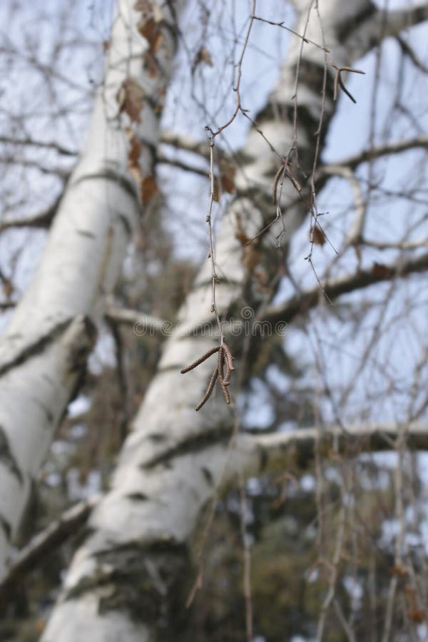 Common birch stock image. Image of nature, plant, pendula - 351735935