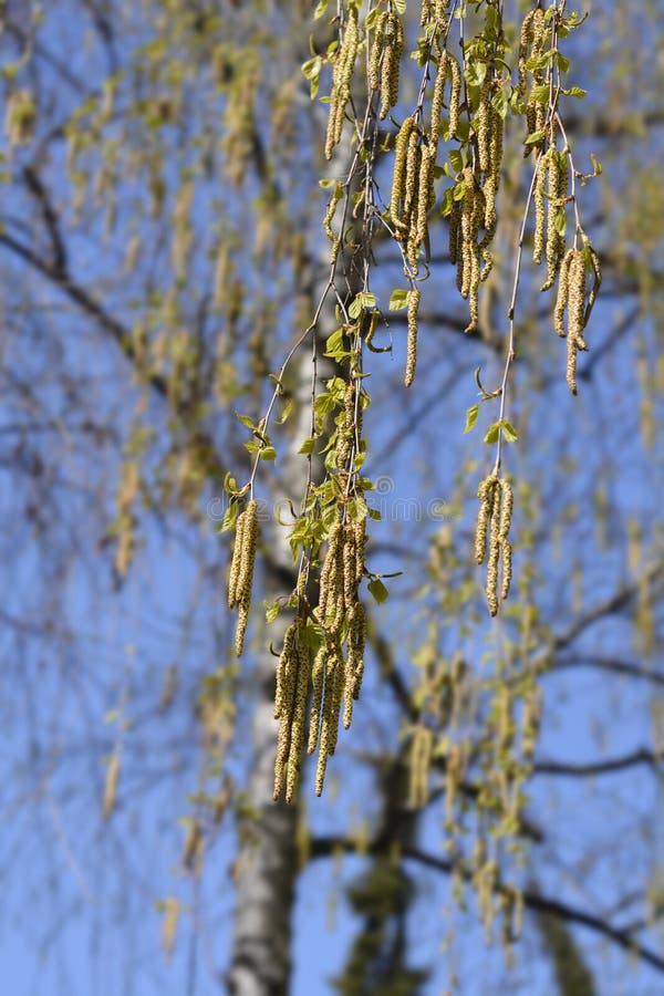 Common birch stock image. Image of leaf, outdoors, close - 220924839