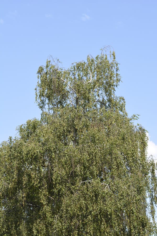 Common birch stock photo. Image of close, green, botany - 250895746