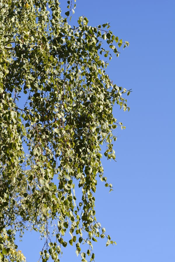 Common birch stock photo. Image of betula, clump, pendula - 198513620