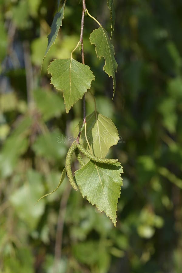 Common birch stock photo. Image of pendula, warty, leaf - 241706026