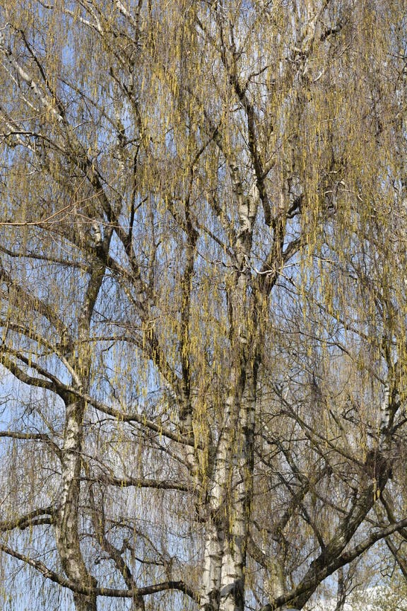 Common birch stock photo. Image of botany, birch, white - 205903138