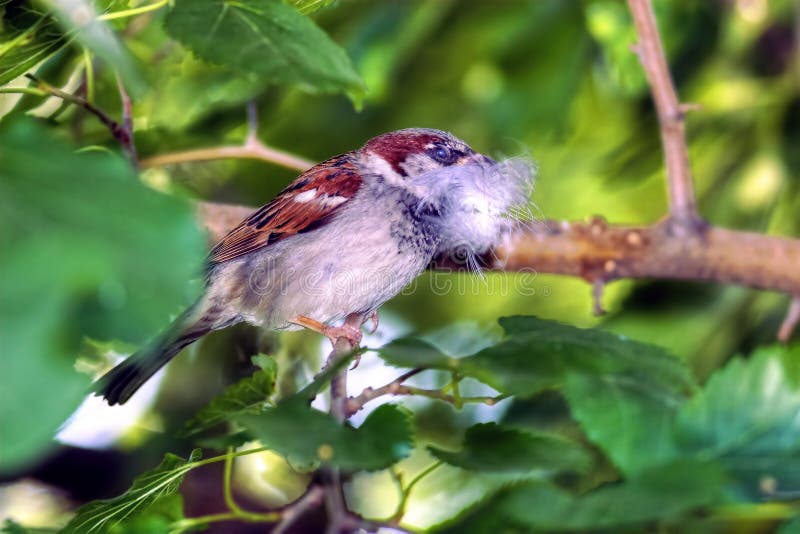 Common bird stock image. Image of wildlife, plant, isolated - 16347909