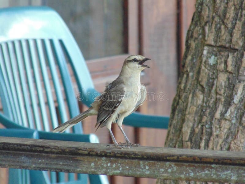 Common Bird Close To Humans Stock Image - Image of parrot, wildlife ...