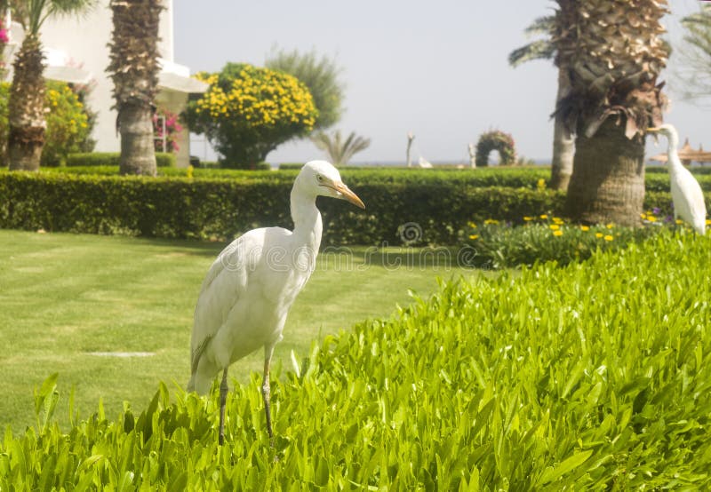 Bubulcus Ibis Egypt, Common Bird Stock Photo - Image of color, feather ...