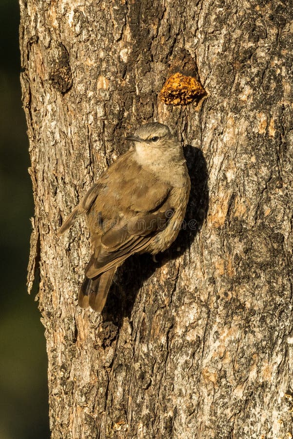 Brown Treecreeper in Victoria, Australia Stock Photo - Image of aves ...