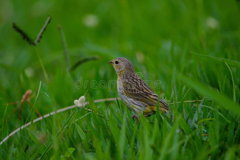 Canary Female stock photo. Image of grassland, beak - 265011696