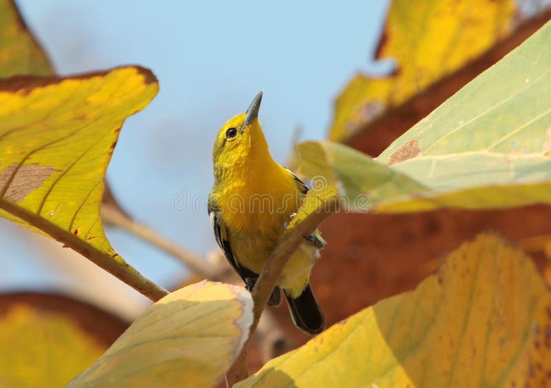Common Lora Bird Low Angle Shot Perching on a River Bed with Its ...