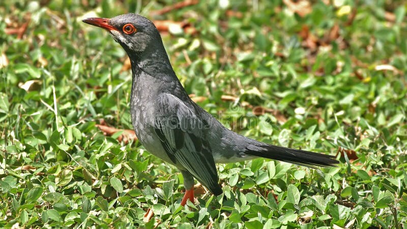Red-legged Thrush Turdus Plumbeus Stock Image - Image of cuba, bird ...