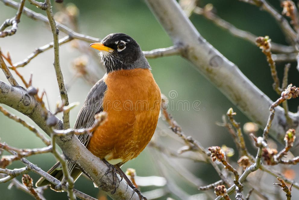 Common Birds of Colorado - Adult American Robin Stock Image - Image of ... Common Birds of Colorado - Adult American Robin Stock Image - Image of ...