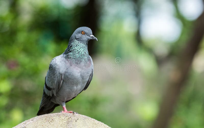 Pigeon stock image. Image of avian, grain, birds, ornithology - 113117293