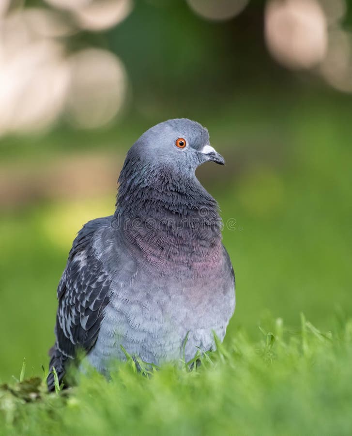 Pigeon stock image. Image of pigeon, birds, ornithology - 113119883