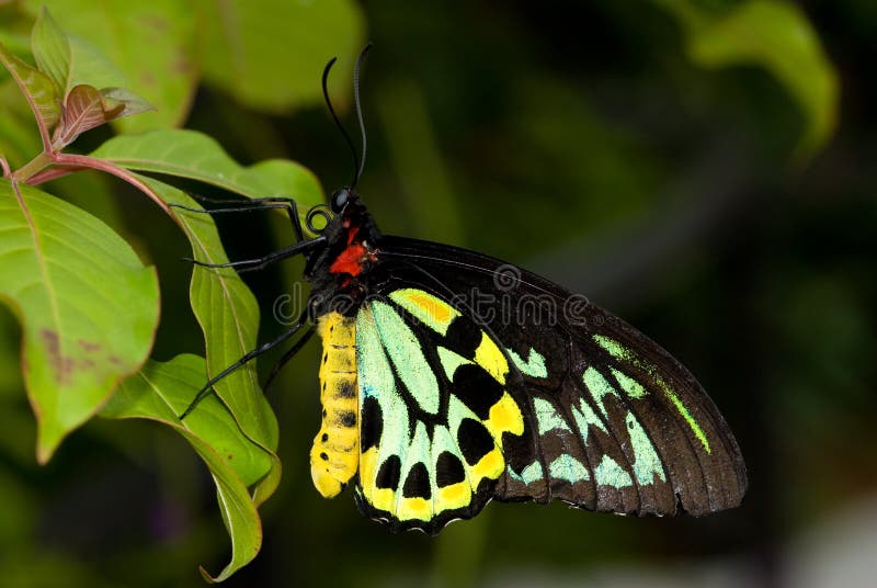 Common Birdwing Butterfly (Troides Helena) Stock Image - Image of green ...