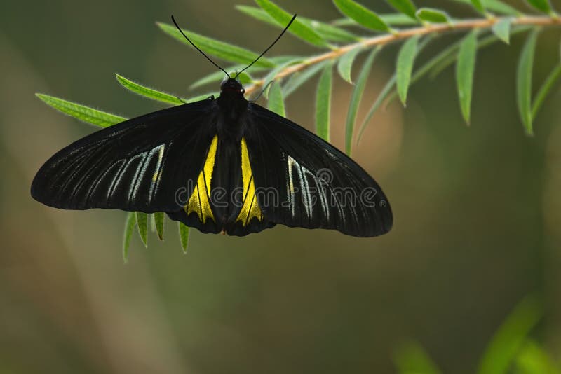 Common Birdwing Butterfly (Troides Helena) Stock Image - Image of green ...