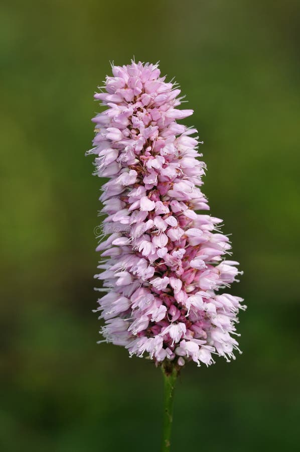 Common Bistort (Bistorta Officinalis) Stock Photo - Image of green ...