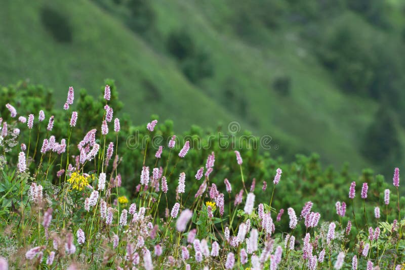 Common Bistort (Persicaria Bistorta) Stock Photo - Image of bistorta ...