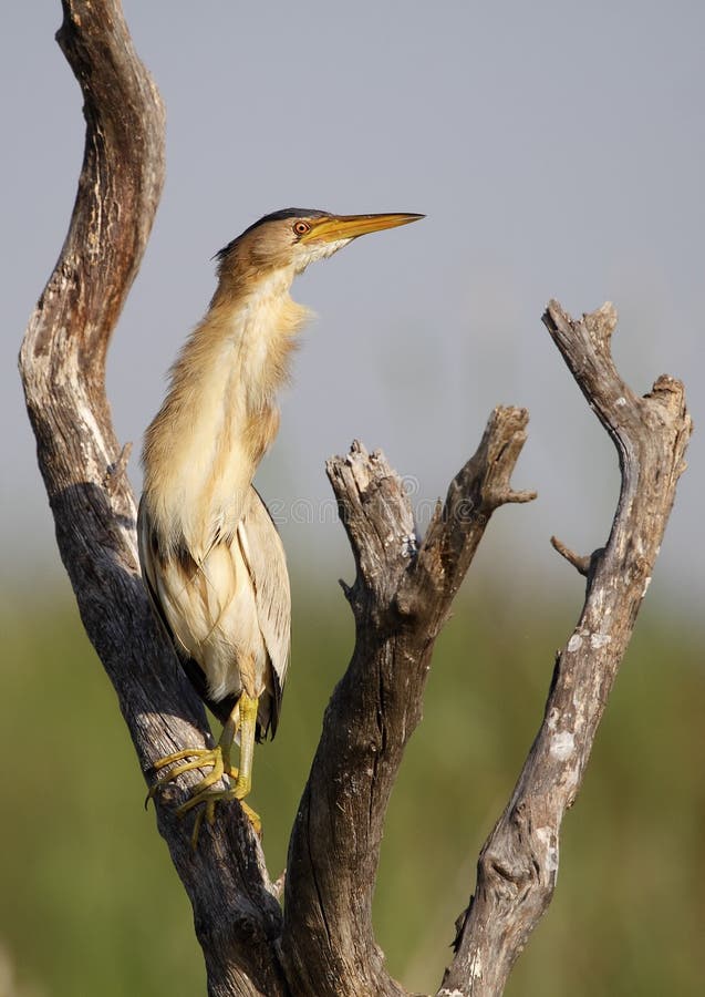 Common Bittern stock image. Image of beak, tree, bittern - 19762845