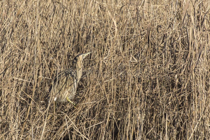 Common Bittern Botaurs Stellaris Stock Image - Image of reed, herons ...