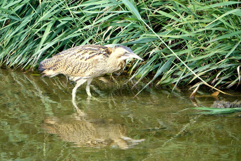 Common Bittern stock image. Image of botaurus, river - 225086599