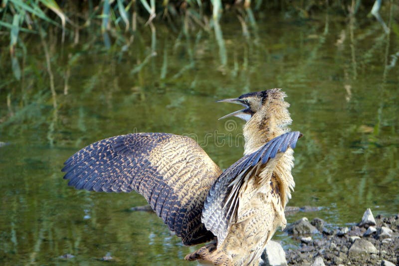 Common Bittern stock image. Image of great, life, animal - 225164401