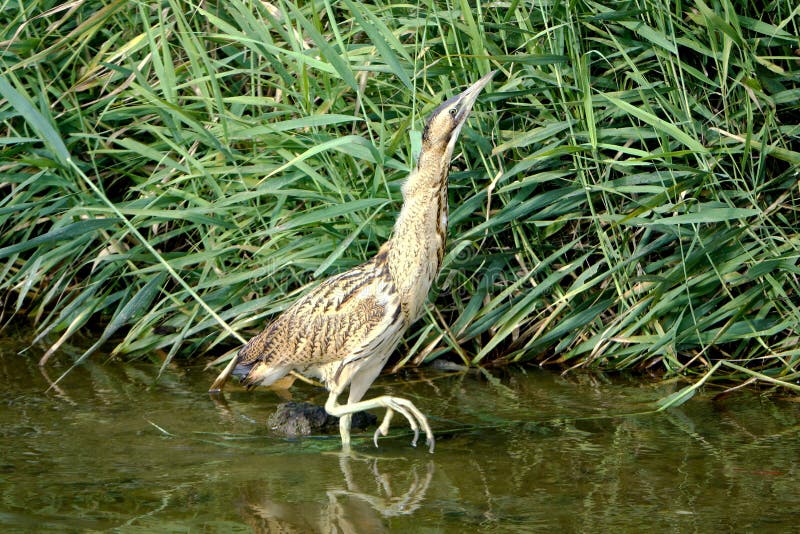 Common Bittern stock image. Image of botaurus, wild - 225087295