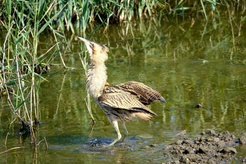 Common Bittern stock image. Image of fowl, water, wild - 225167819