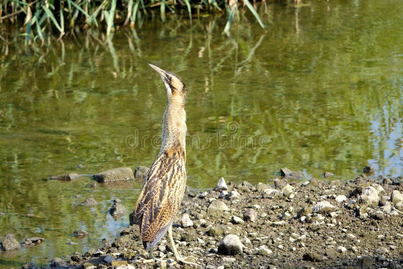 Common Bittern stock photo. Image of stellaris, bird - 225165132