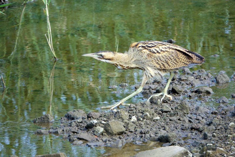 Common Bittern stock photo. Image of animals, common - 225165736