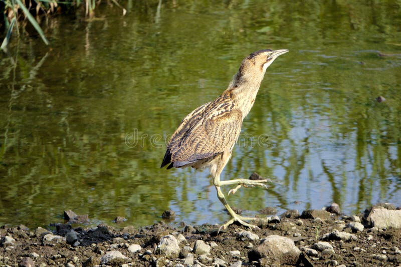 Common Bittern stock image. Image of water, beach, bird - 225166173