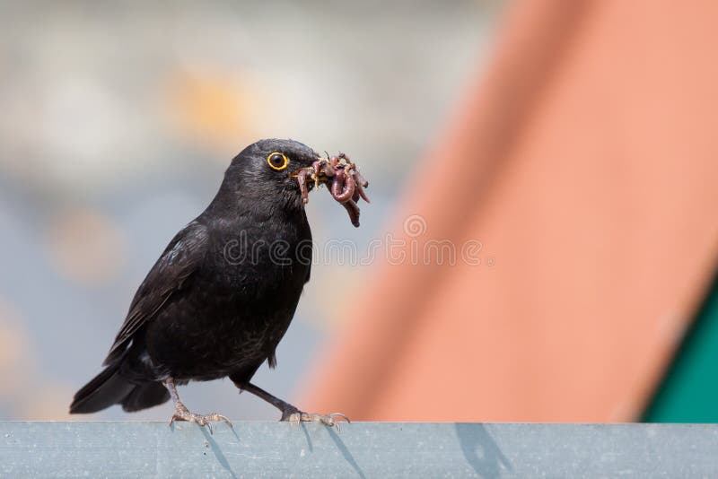 Common Black bird stock photo. Image of earth, animal - 58311012