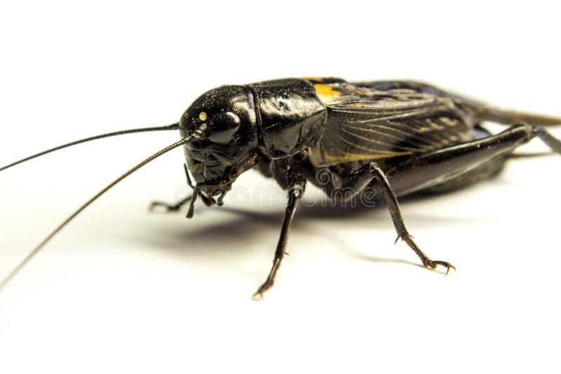 Cricket isolated stock image. Image of pest, detail, light - 6210249