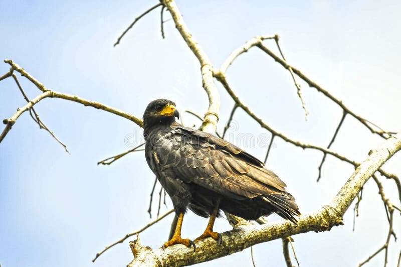 Common Black Hawk Buteogallus Anthracinus Stock Photo - Image of black ...